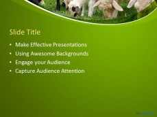 Free Sheep PPT Template