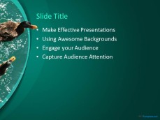 Free Duck PPT Template
