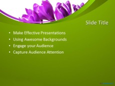 Free Crocus Flower PPT Template