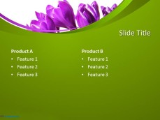 Free Crocus Flower PPT Template